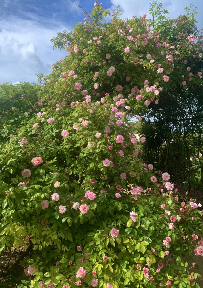 Sens en éveil à Terre de Rose , Terre de rose distillerie, Doué La ...