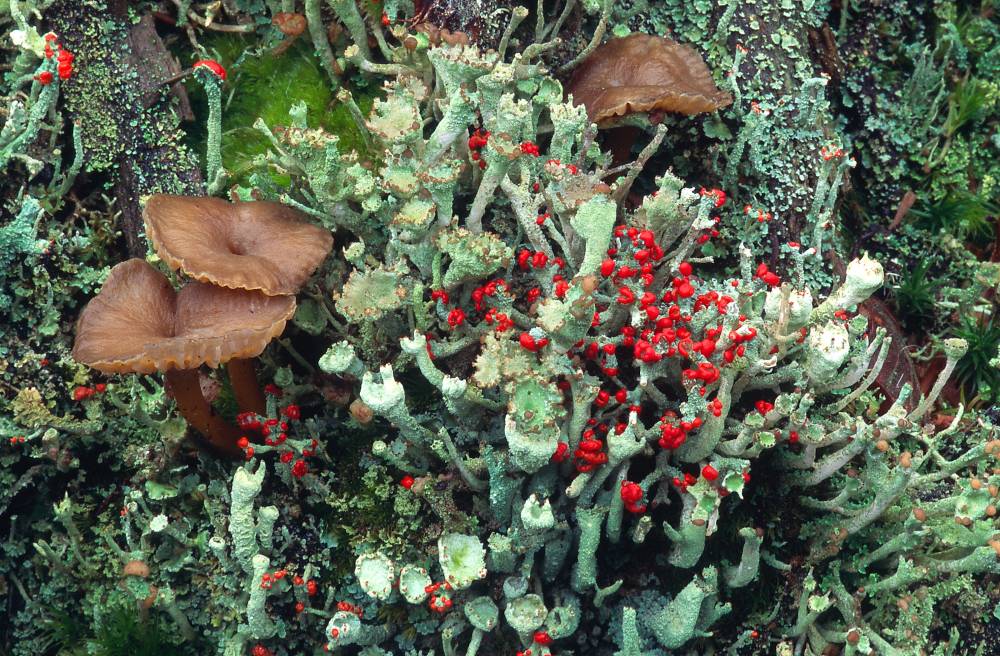 Le monde merveilleux des mousses et des lichens, Conservatoire ...