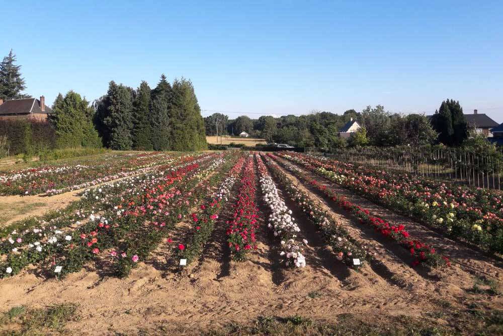 Nursery Rose Gardens of Les Hauts Bosc photo 0