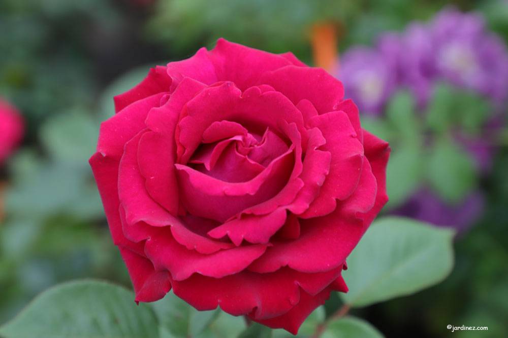 Nursery Rose Gardens of Les Hauts Bosc photo 12