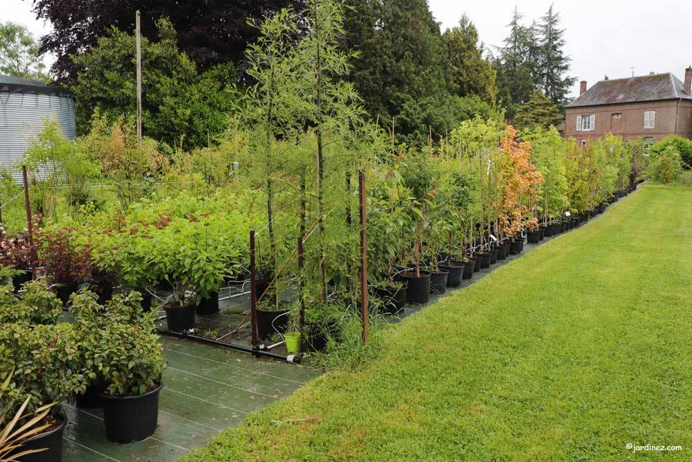 Nursery Rose Gardens of Les Hauts Bosc photo 4
