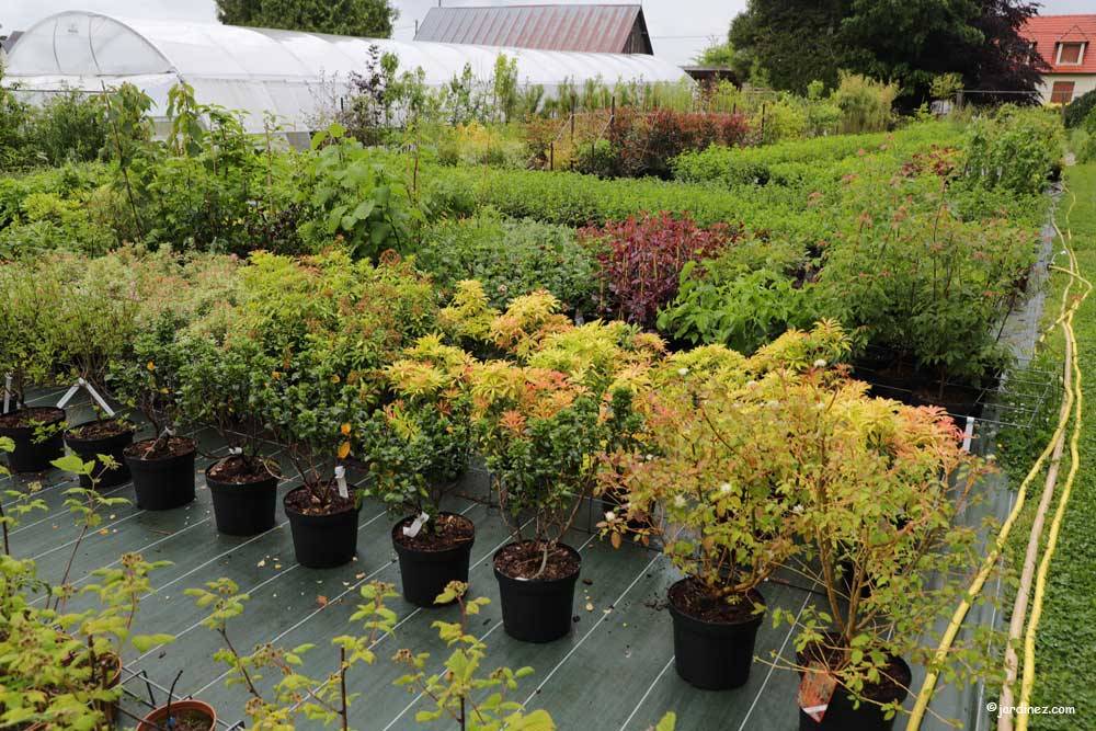 Nursery Rose Gardens of Les Hauts Bosc photo 5