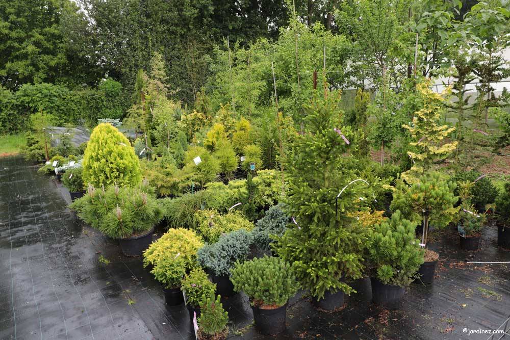 Nursery Rose Gardens of Les Hauts Bosc photo 8