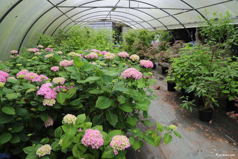 Nursery Rose Gardens of Les Hauts Bosc photo 9